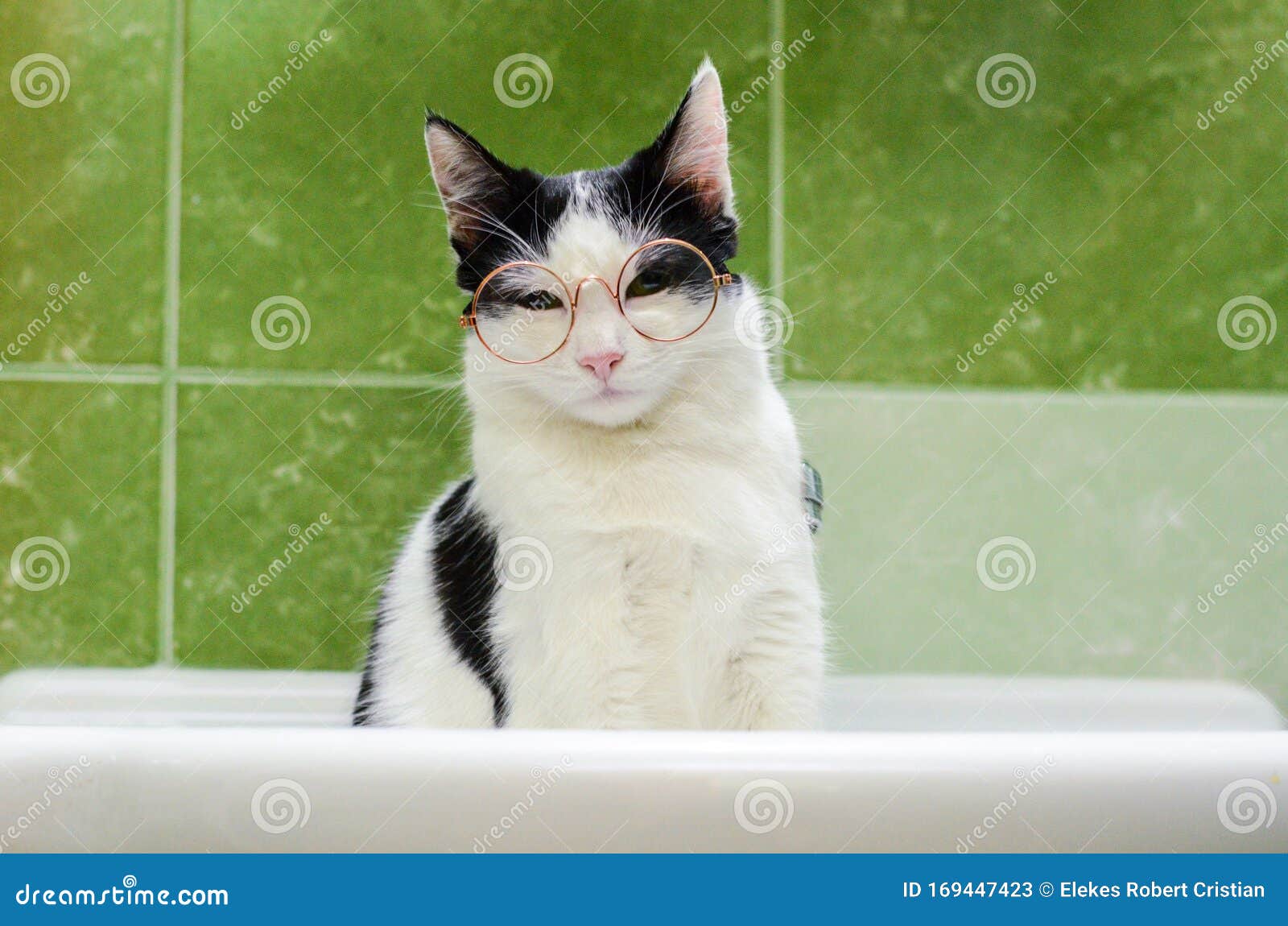 Bicolor Cat with Glasses Judging You Stock Image - Image of catmodel ...