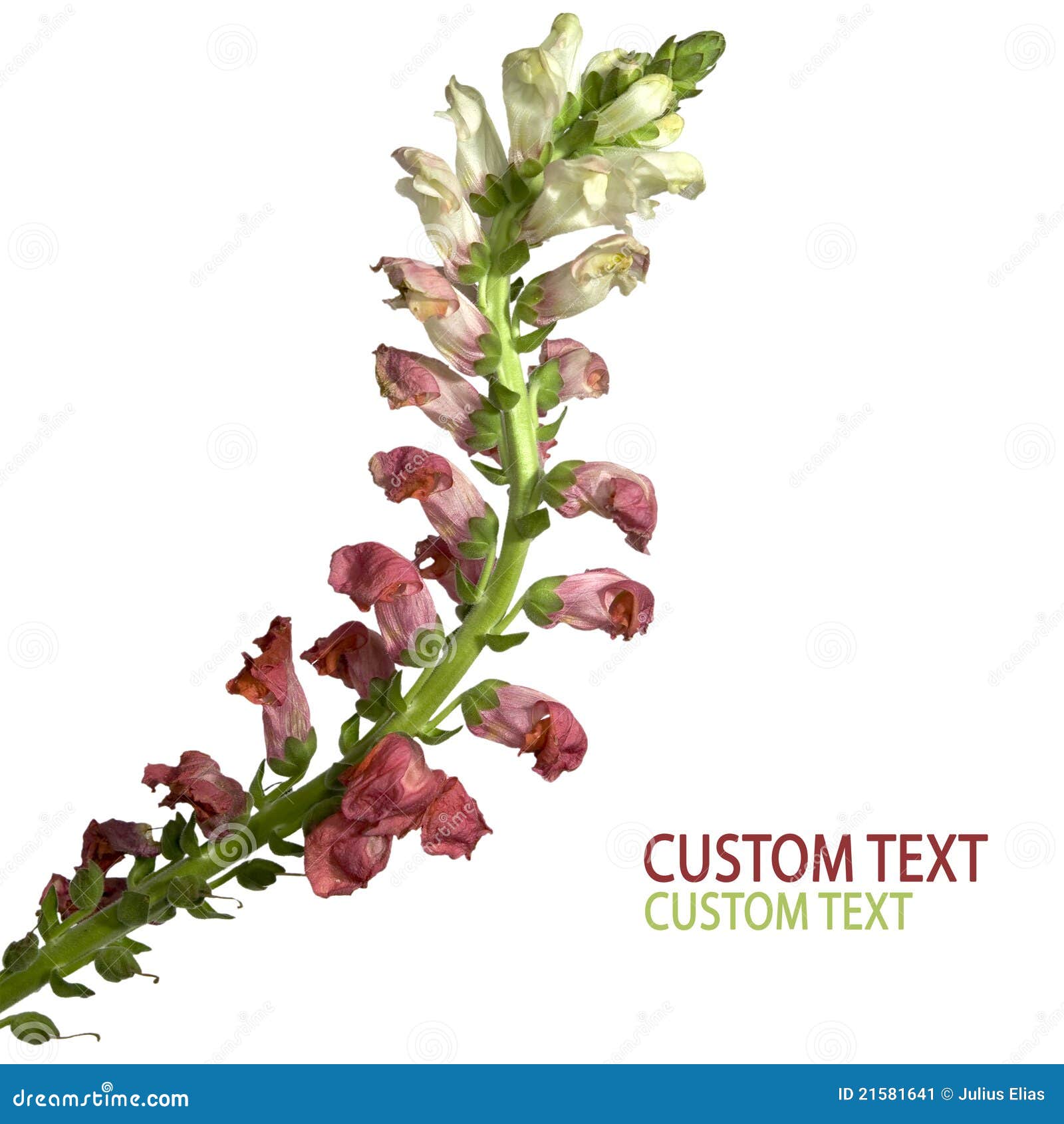 Bicolor Flower stock image. Image of abstract, decorative - 21581641