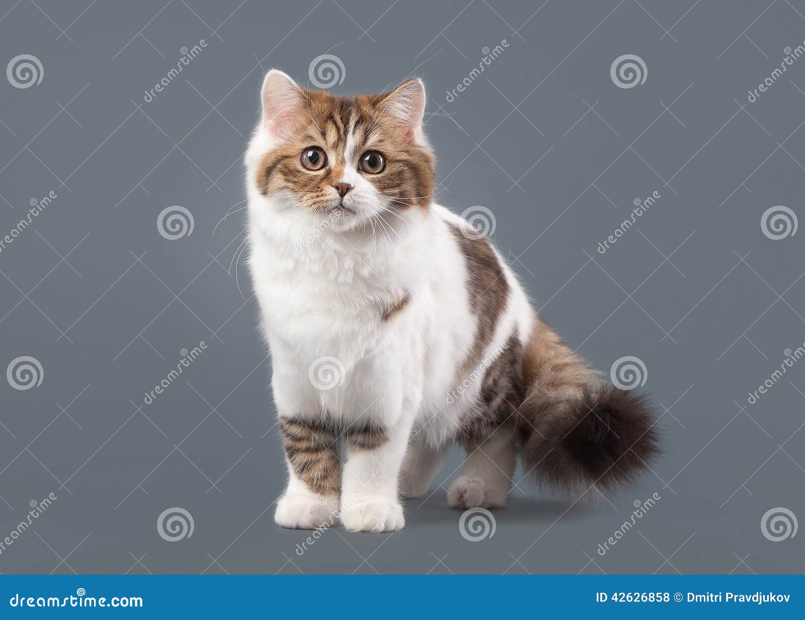 Bicolor Harlequin Scottish Highland Kitten with White on Gray Ba Stock ...