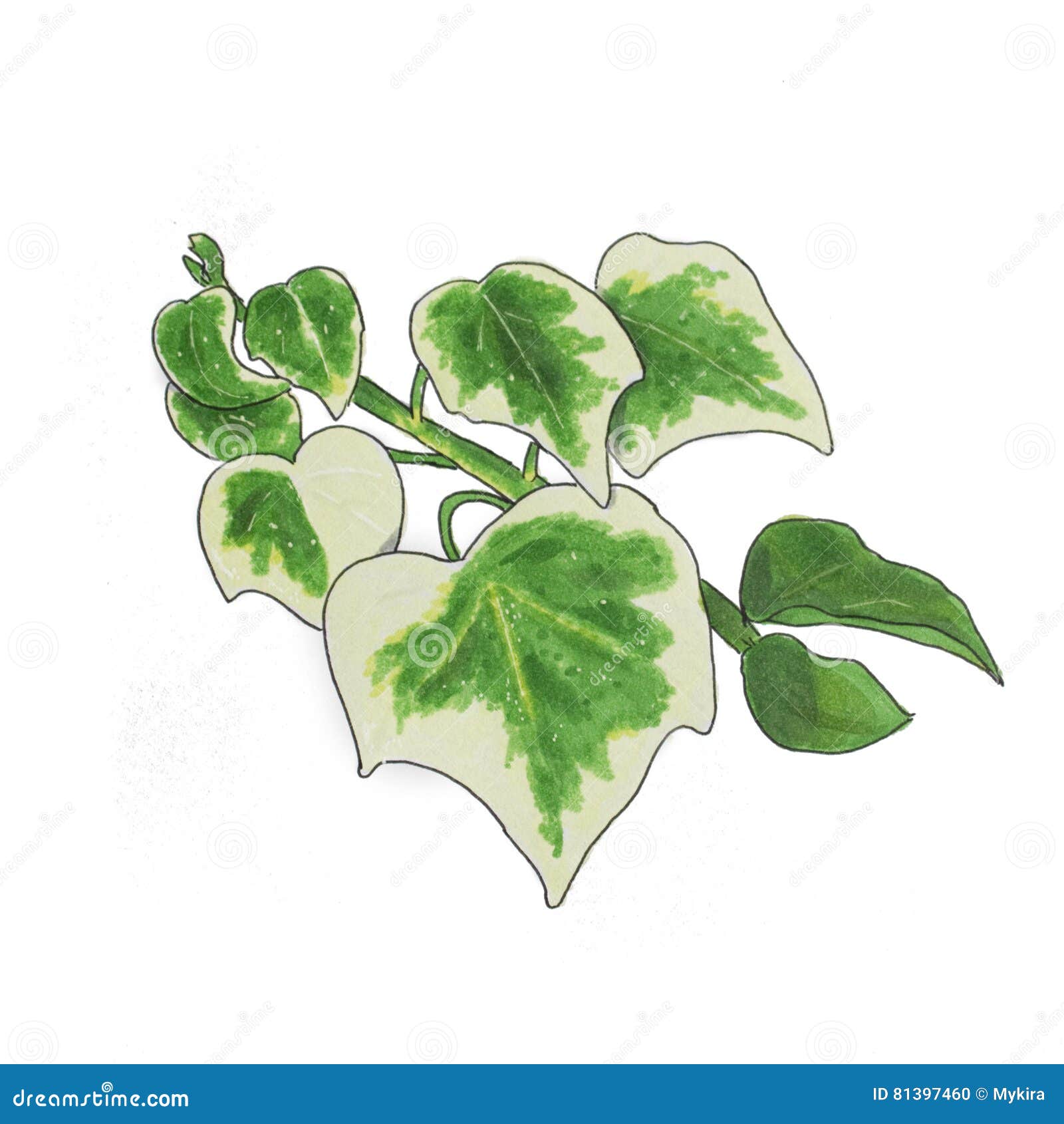 Bicolor Ivy Sketch Stock Photography | CartoonDealer.com #81397460