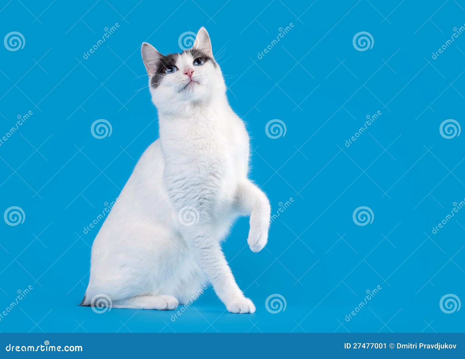Bicolor Japanese Bobtail on Sky Blue Stock Image - Image of breed ...