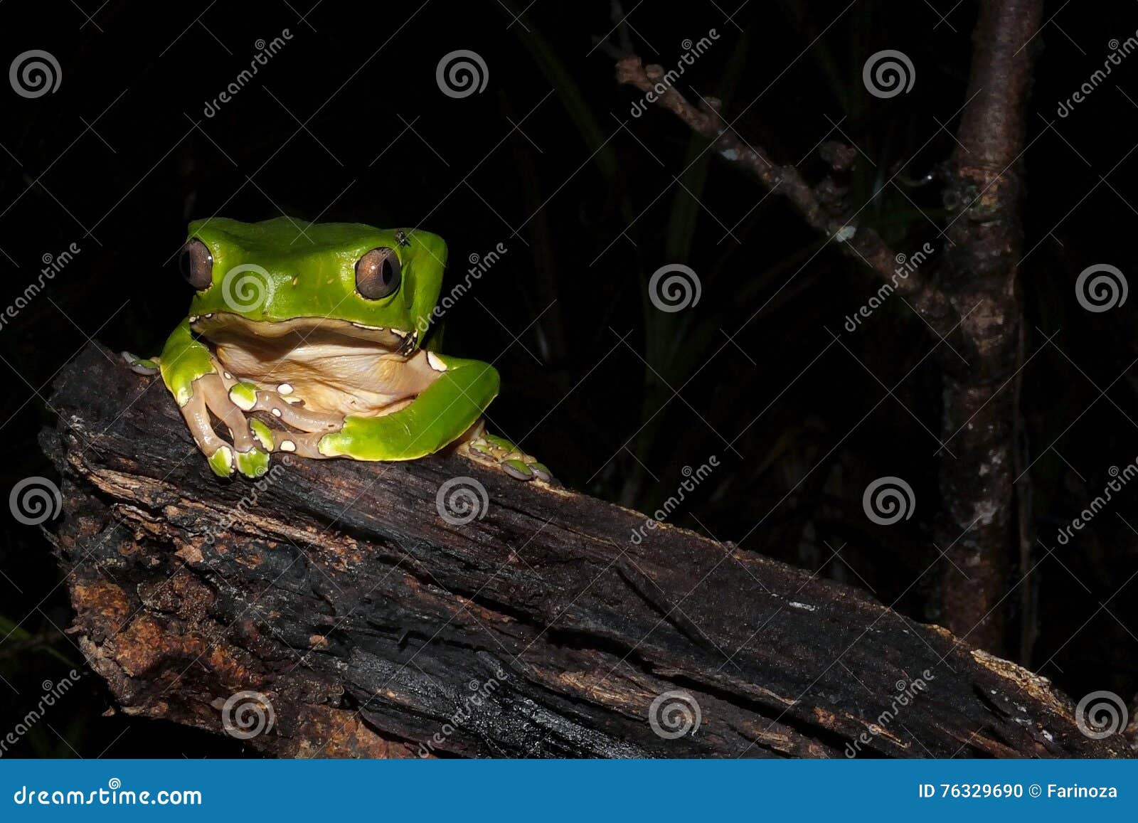 Bicolor Monkey Tree Frog at Night Stock Photo - Image of background ...