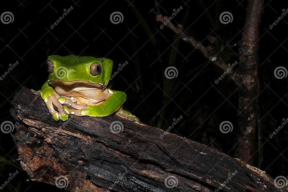 Bicolor Monkey Tree Frog at Night Stock Photo - Image of background ...