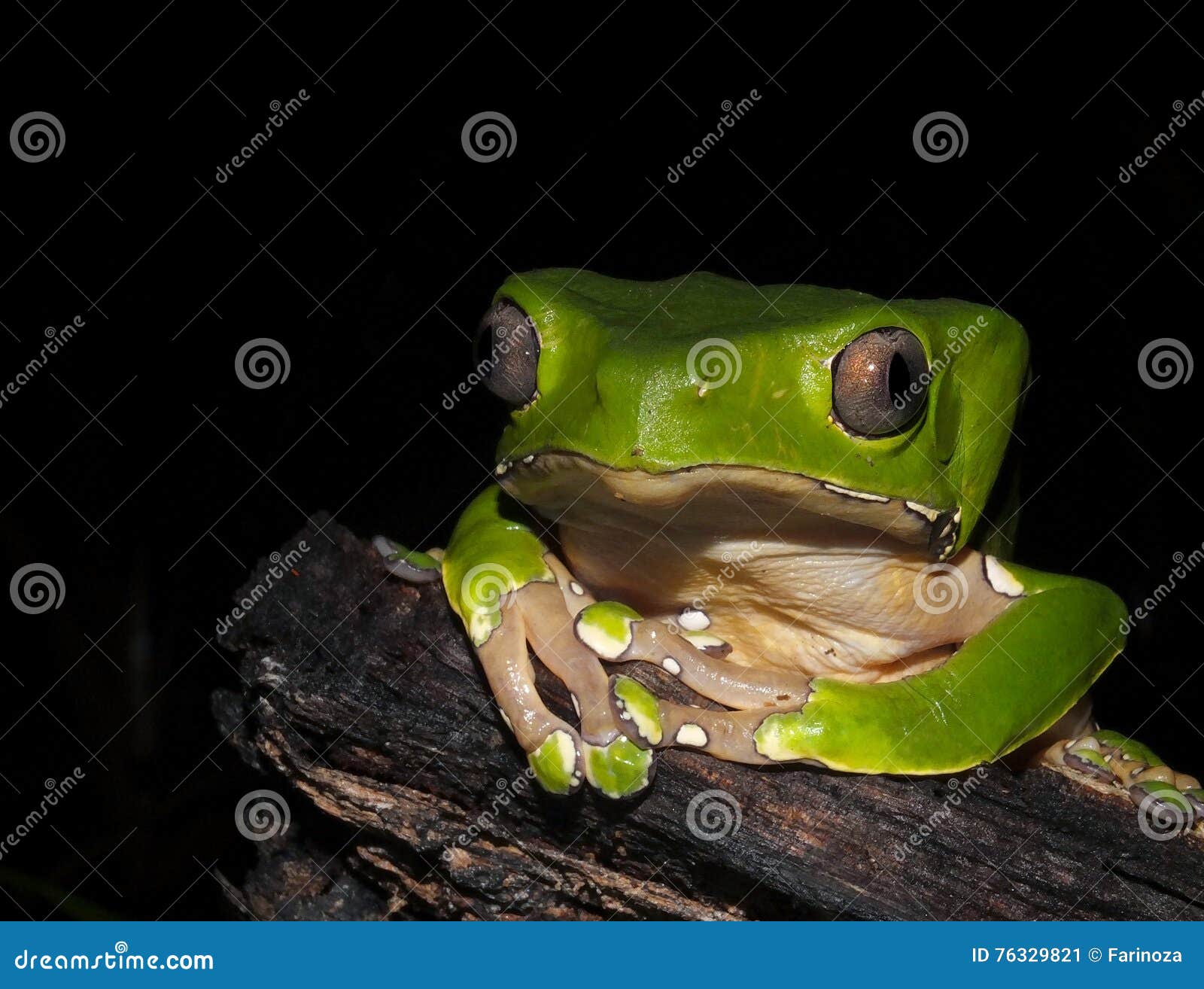 Bicolor Monkey Tree Frog at Night Stock Image - Image of south, monkey ...