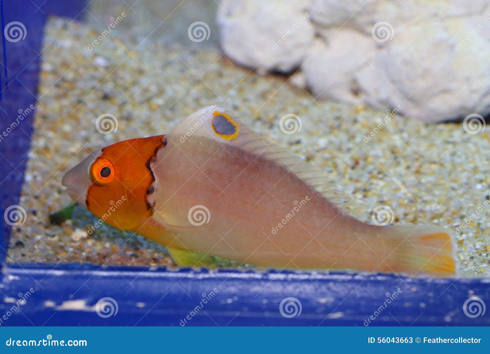 Bicolor Parrotfish stock image. Image of nature, okinawa - 56043663