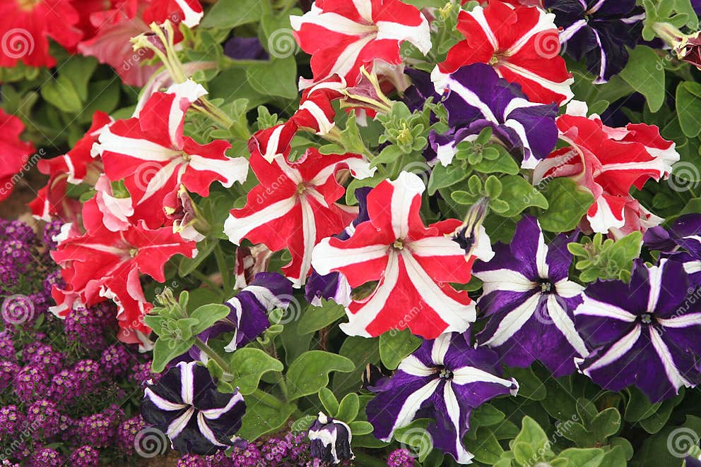 Bicolor Petunias stock photo. Image of beauty, plant, summer - 4880046