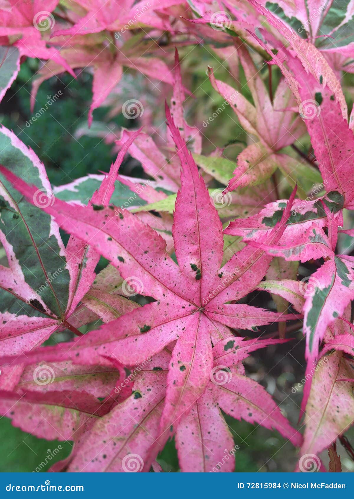 Bicolor pink maple leaves stock photo. Image of maple - 72815984