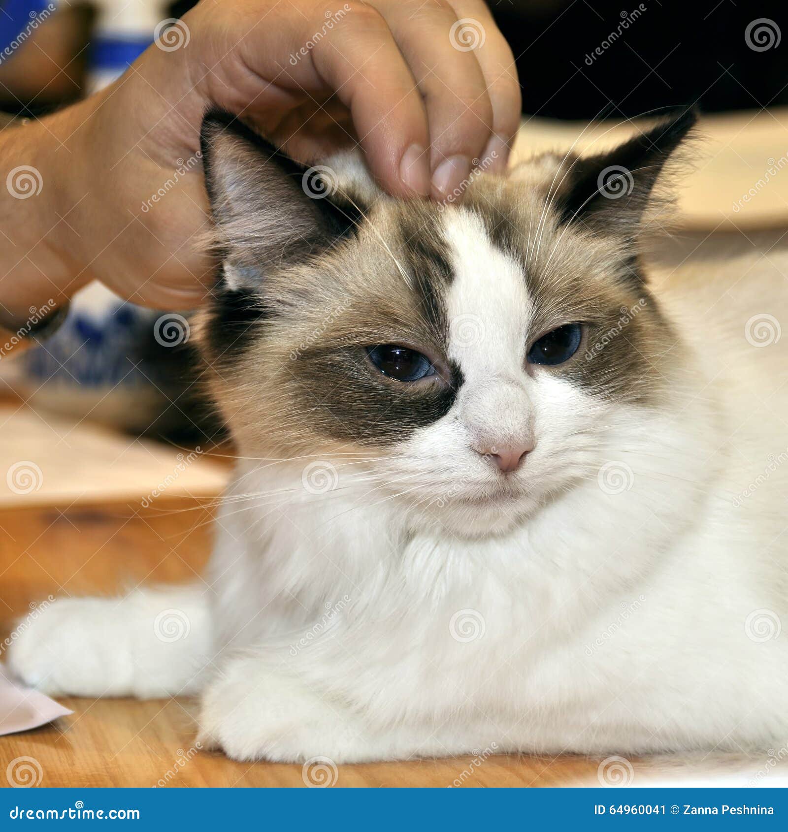 Bicolor ragdoll cat stock image. Image of care, face - 64960041
