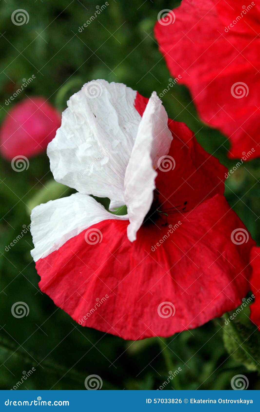 Bicolor Red and White Poppy Stock Photo - Image of nature, blossom ...