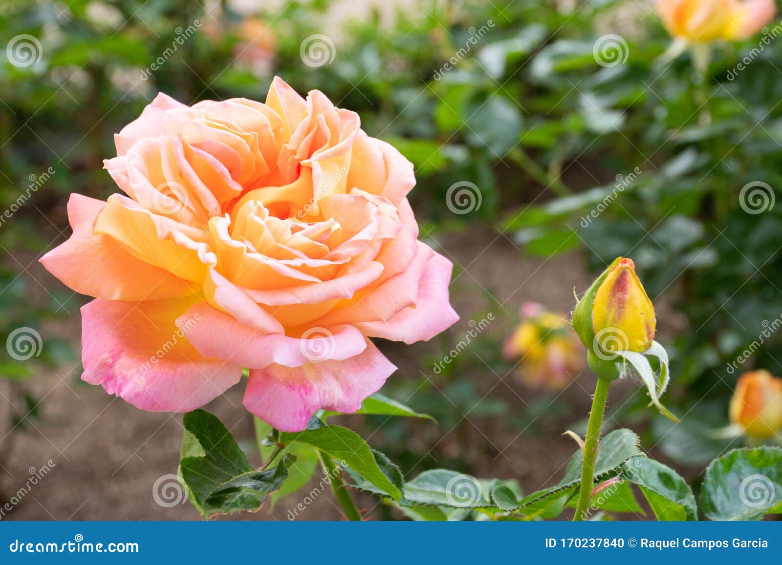 Bicolor Rose in Yellow and Pink Stock Photo - Image of pink, nature ...