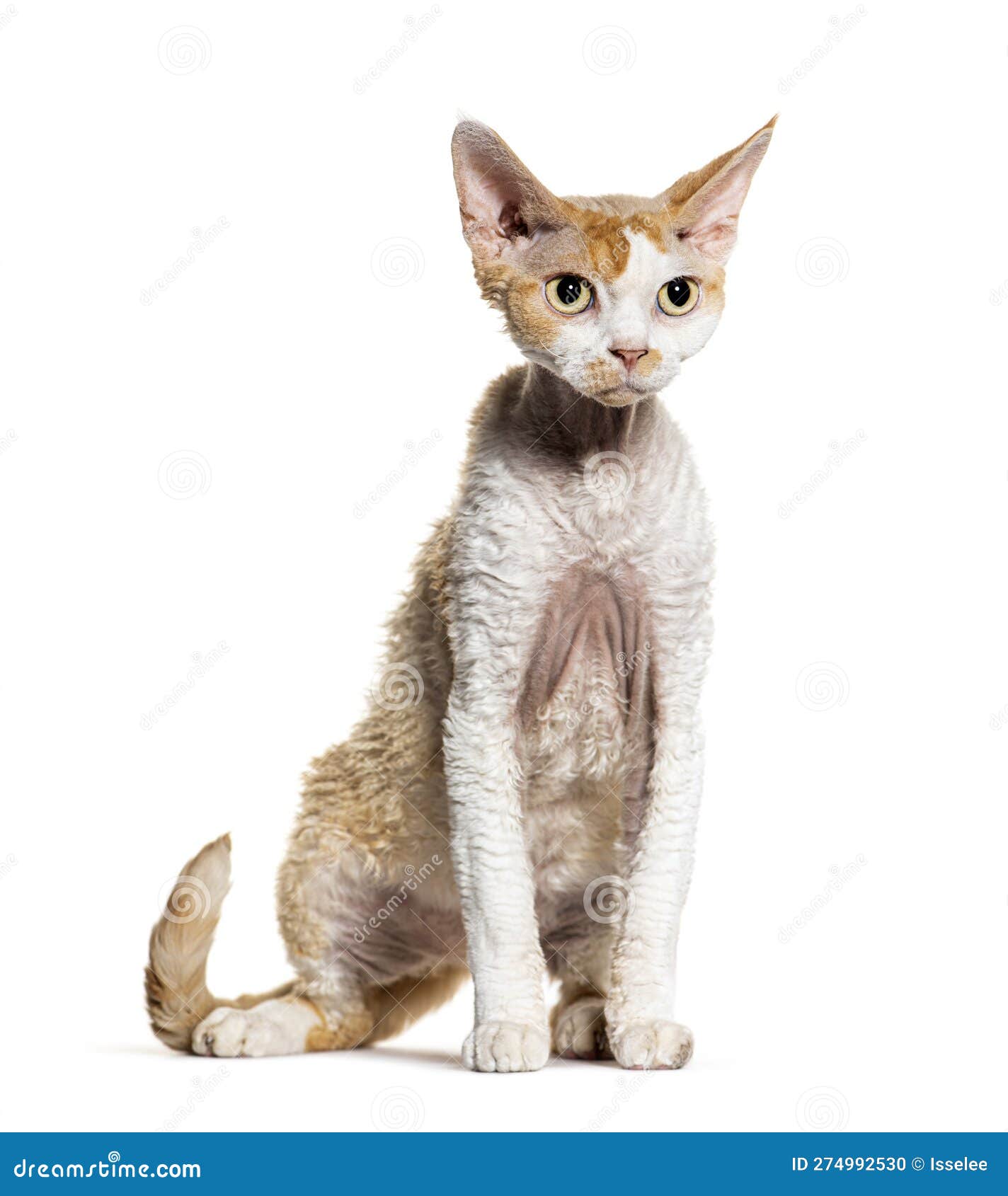 Bicolor Sitting Devon Rex Cat, Isolated on White Stock Photo - Image of ...