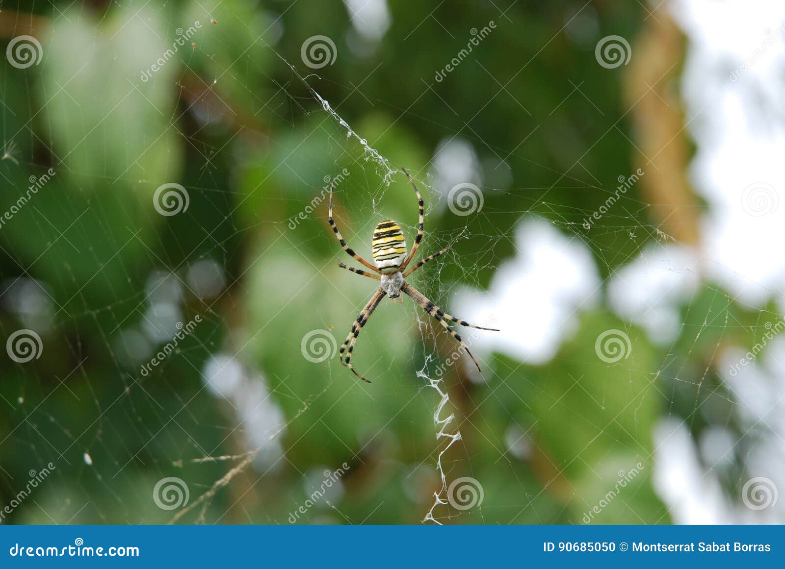 Bicolor spider stock photo. Image of knitting, garden - 90685050