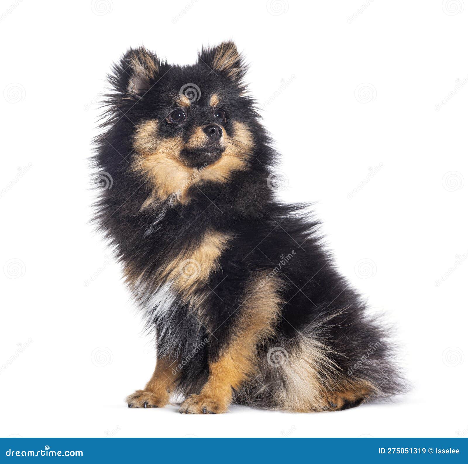 Bicolor Spitz Dog Sitting Looking Away, Isolated on White Stock Image ...