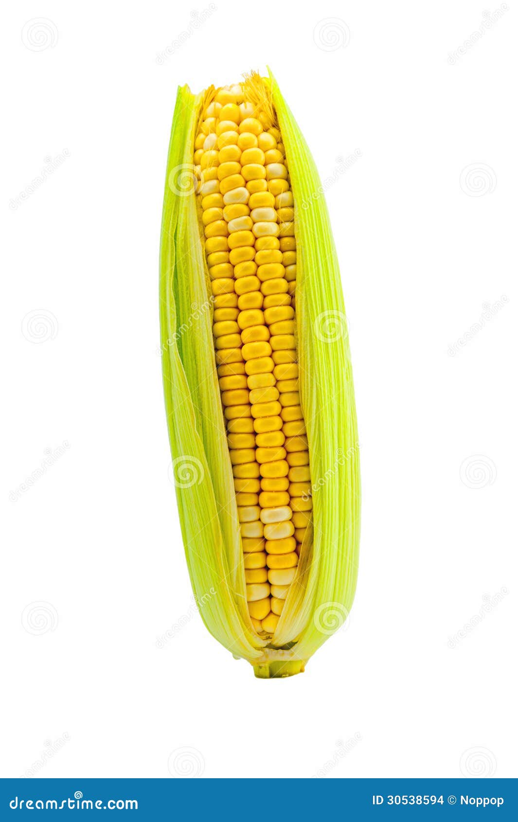 Bicolor Sweet Corn stock photo. Image of sweetcorn, vitamin - 30538594