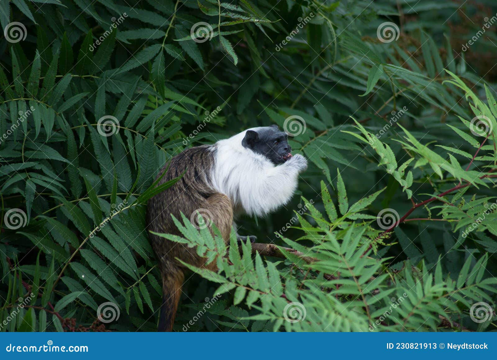 Bicolor Tamarin Standing on Tree Branch Stock Image - Image of green ...