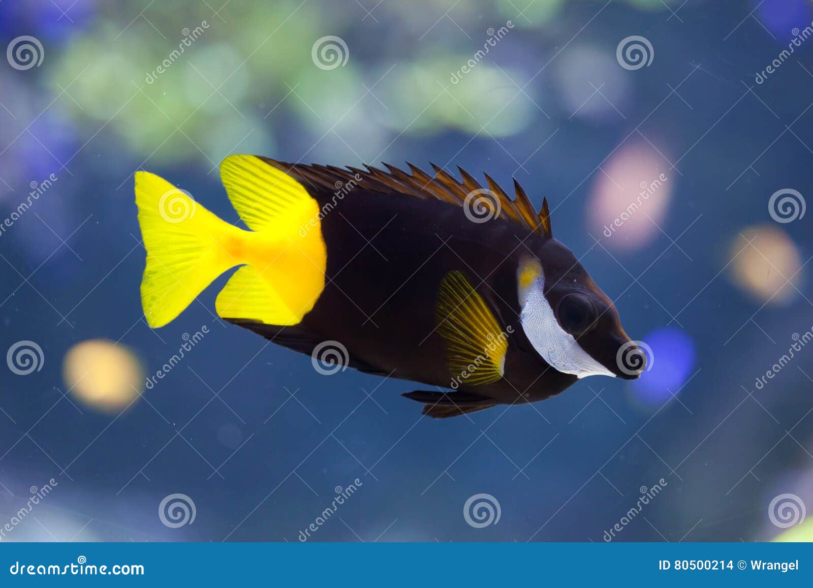 Bicolored Foxface Siganus Uspi. Stock Photo - Image of fish, rabbitfish ...