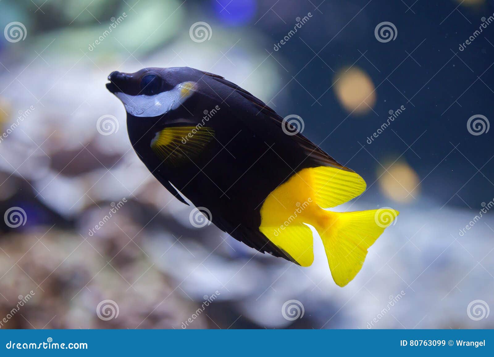 Bicolored Foxface Siganus Uspi. Stock Image - Image of fiji, foxface ...