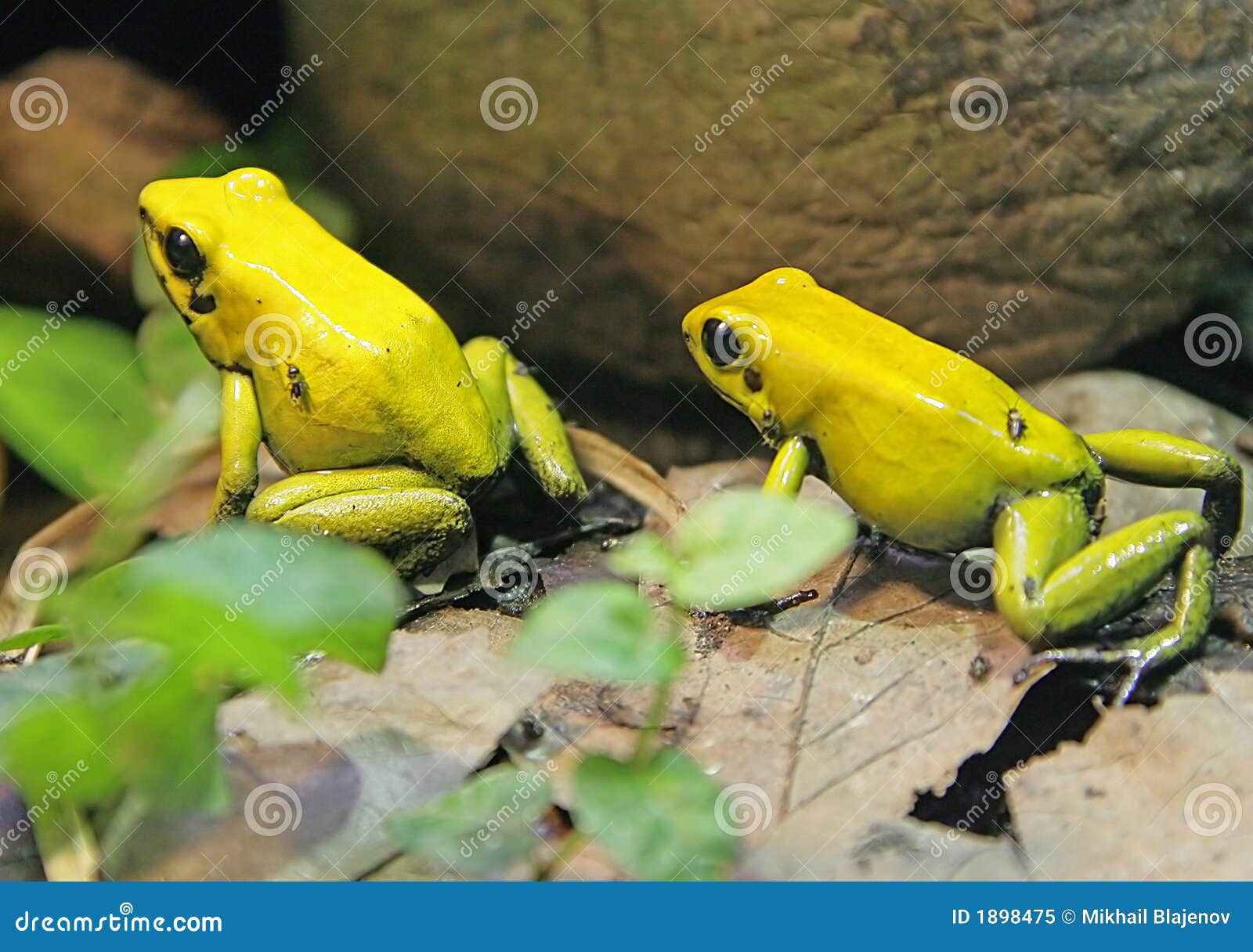 Bicolored Dart Frog (Phyllobates Bicolor) Royalty-Free Stock Photo ...
