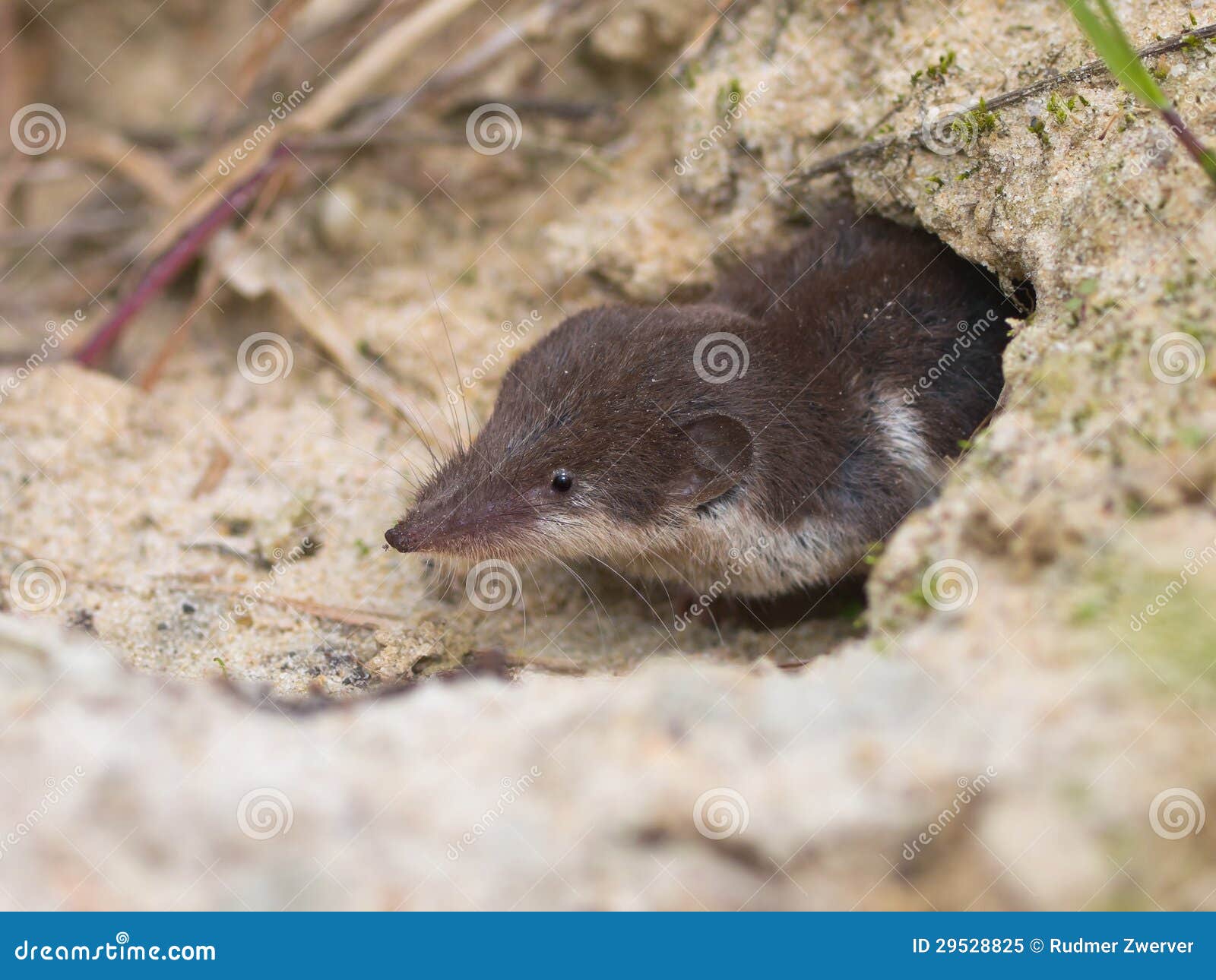 Bicolored White-toothed Shrew Stock Image - Image of drenthe, habitat ...