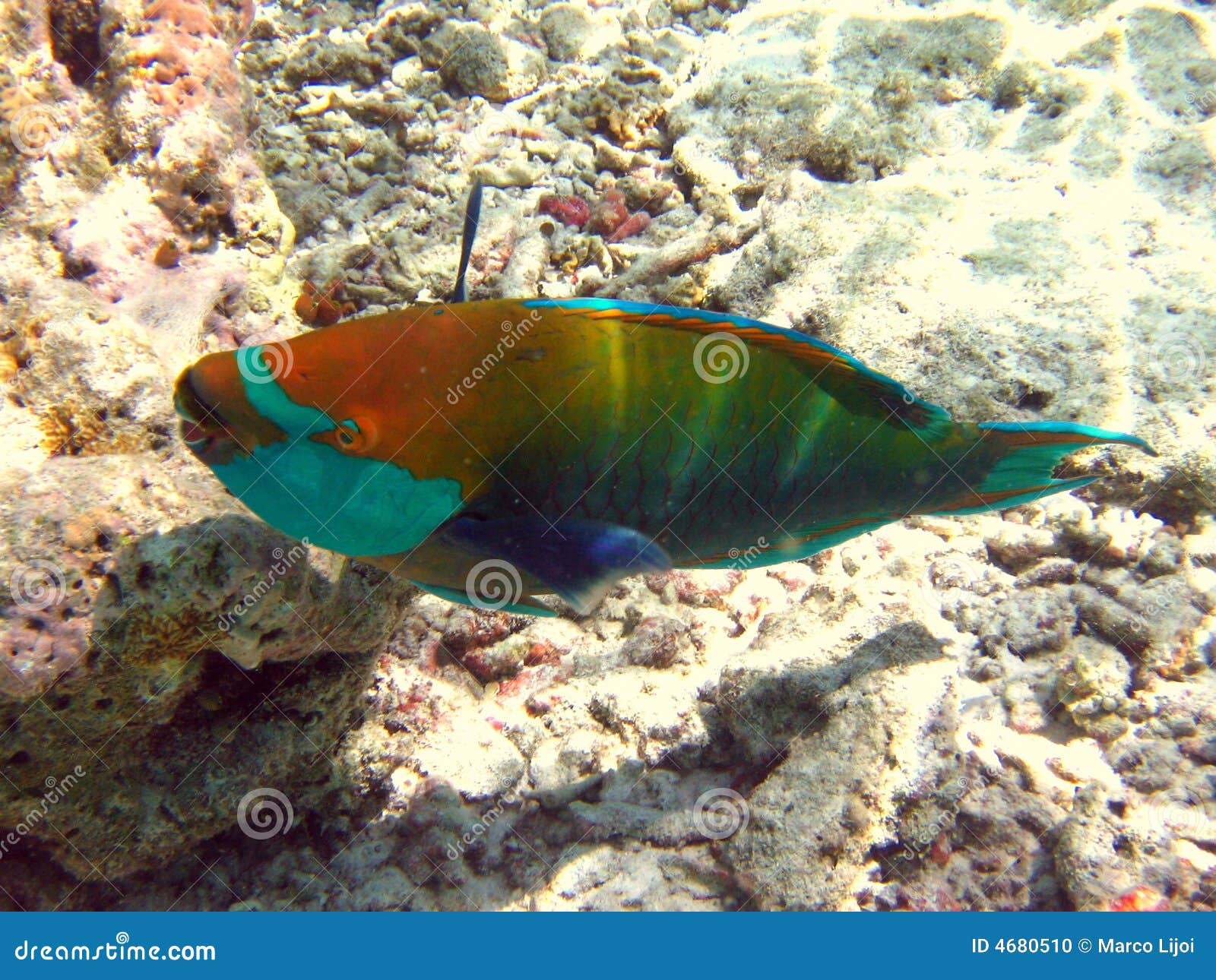 Bicolour parrotfish stock photo. Image of parrotfish, coral - 4680510