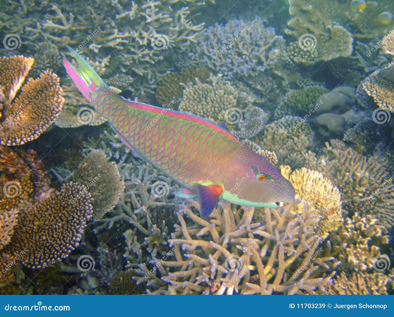 Bicolour Parrotfish, Maldives Stock Image - Image of fish, bicolor ...