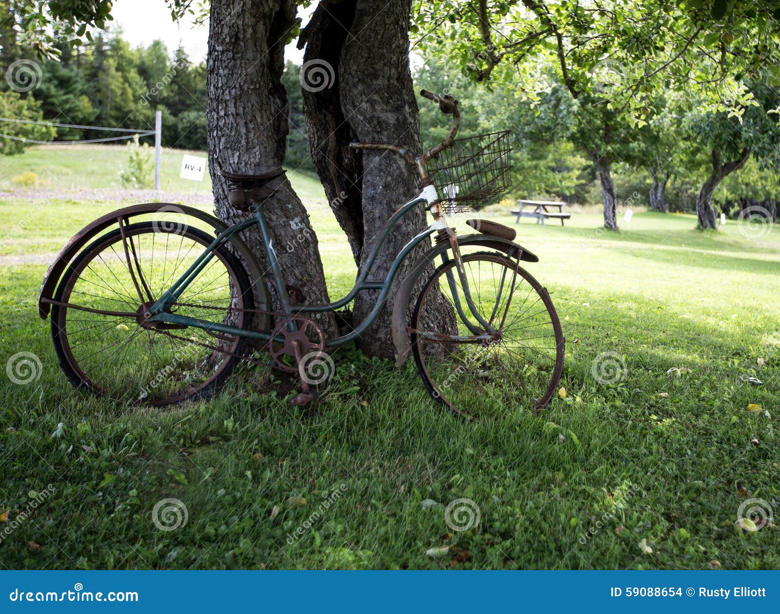 Bicycle against a tree stock photo. Image of nature, fashioned - 59088654