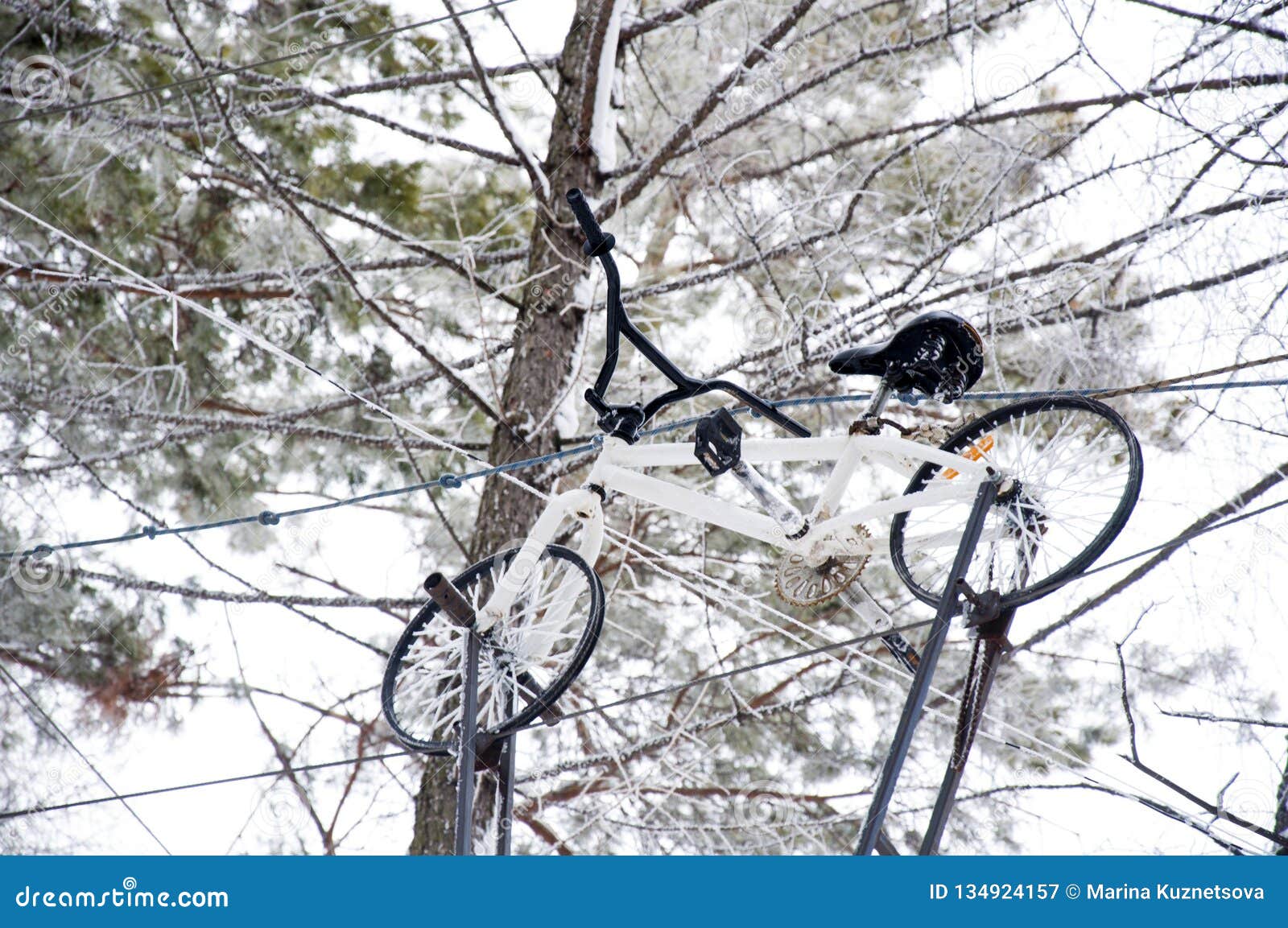 Bicycle. Climbing on Trees. Attraction on Hight Stock Image - Image of ...