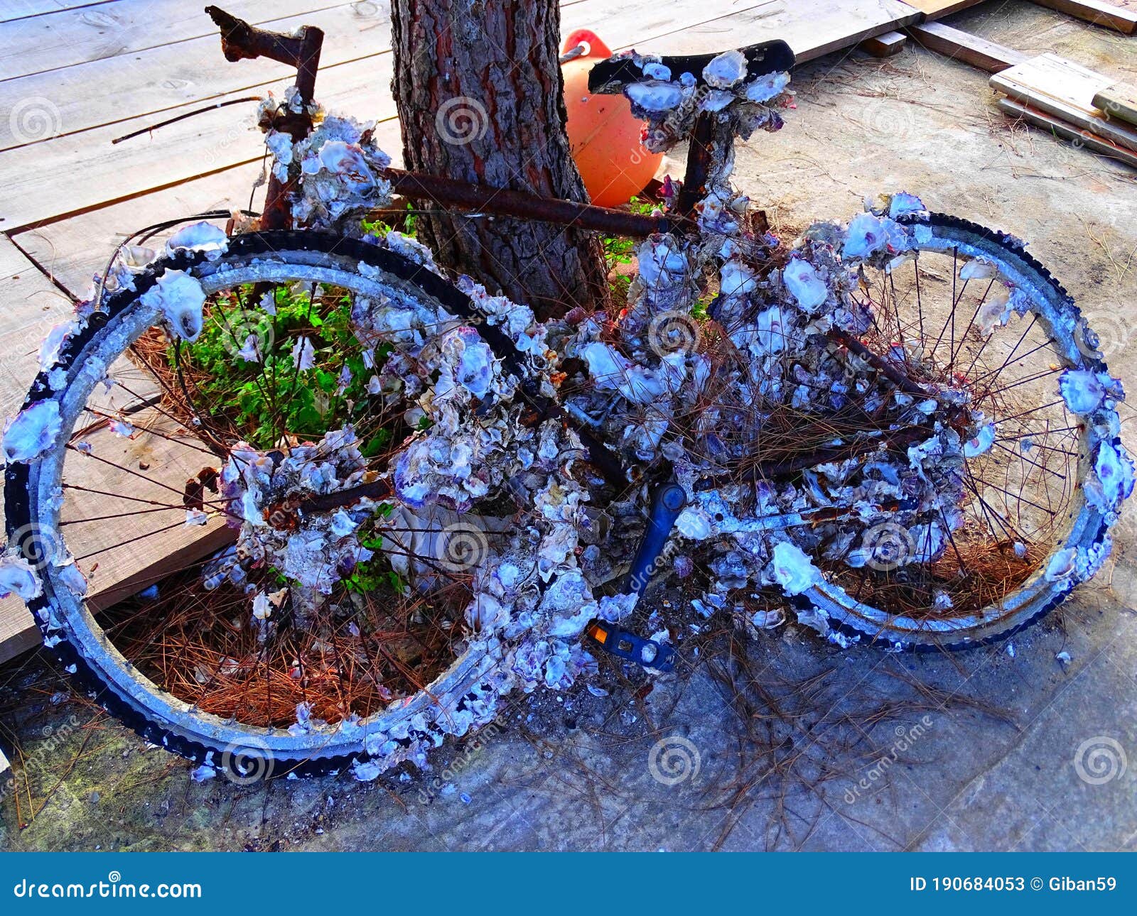 Bicycle Covered in Seashells Stock Image - Image of canal, culture ...