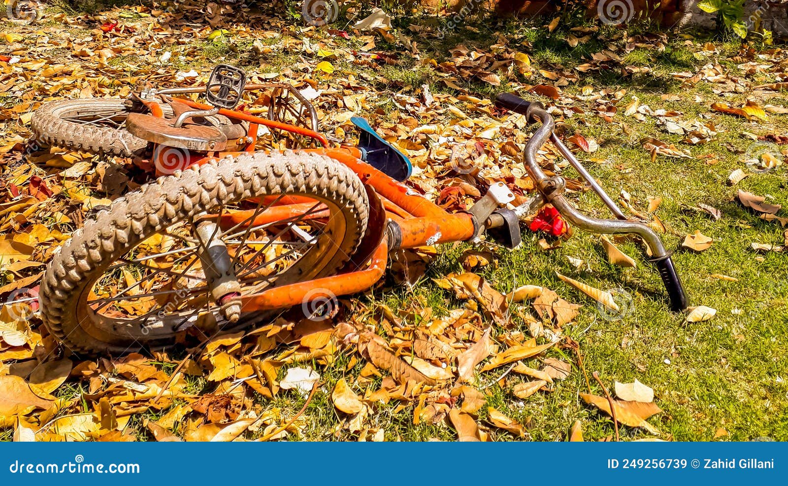A Bicycle Fallen in the Falling Season Stock Image - Image of animal ...