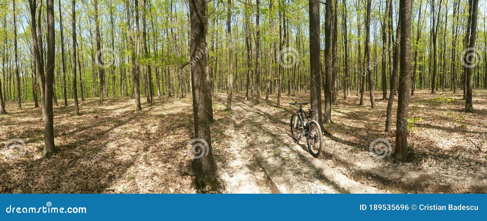 Bicycle in the Green Forest on Path Stock Photo - Image of activity ...