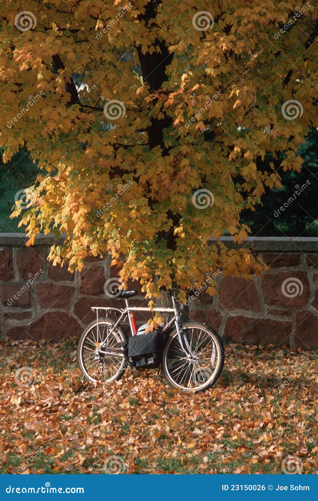 Bicycle Leaning Against Tree with Autumn Leaves Stock Photo - Image of ...