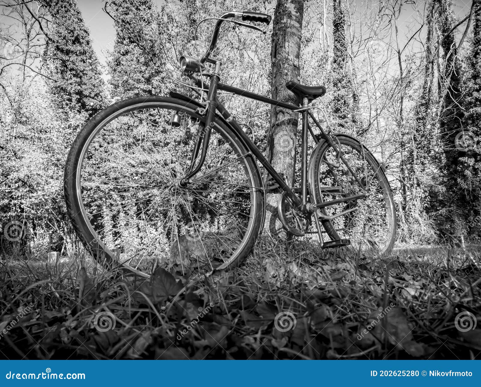Bicycle Leaning Against a Tree Stock Photo - Image of countryside, tree ...