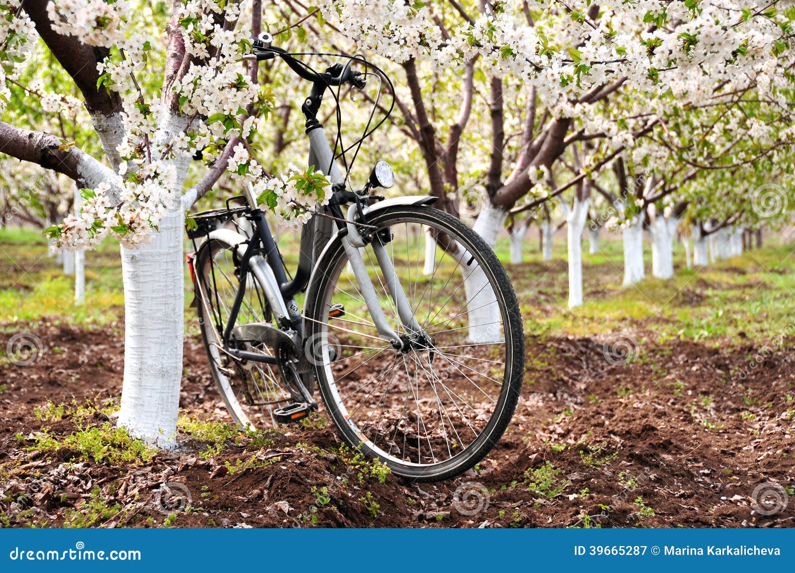 Bicycle Parked in Spring Orchard Stock Image - Image of tree, blossom ...