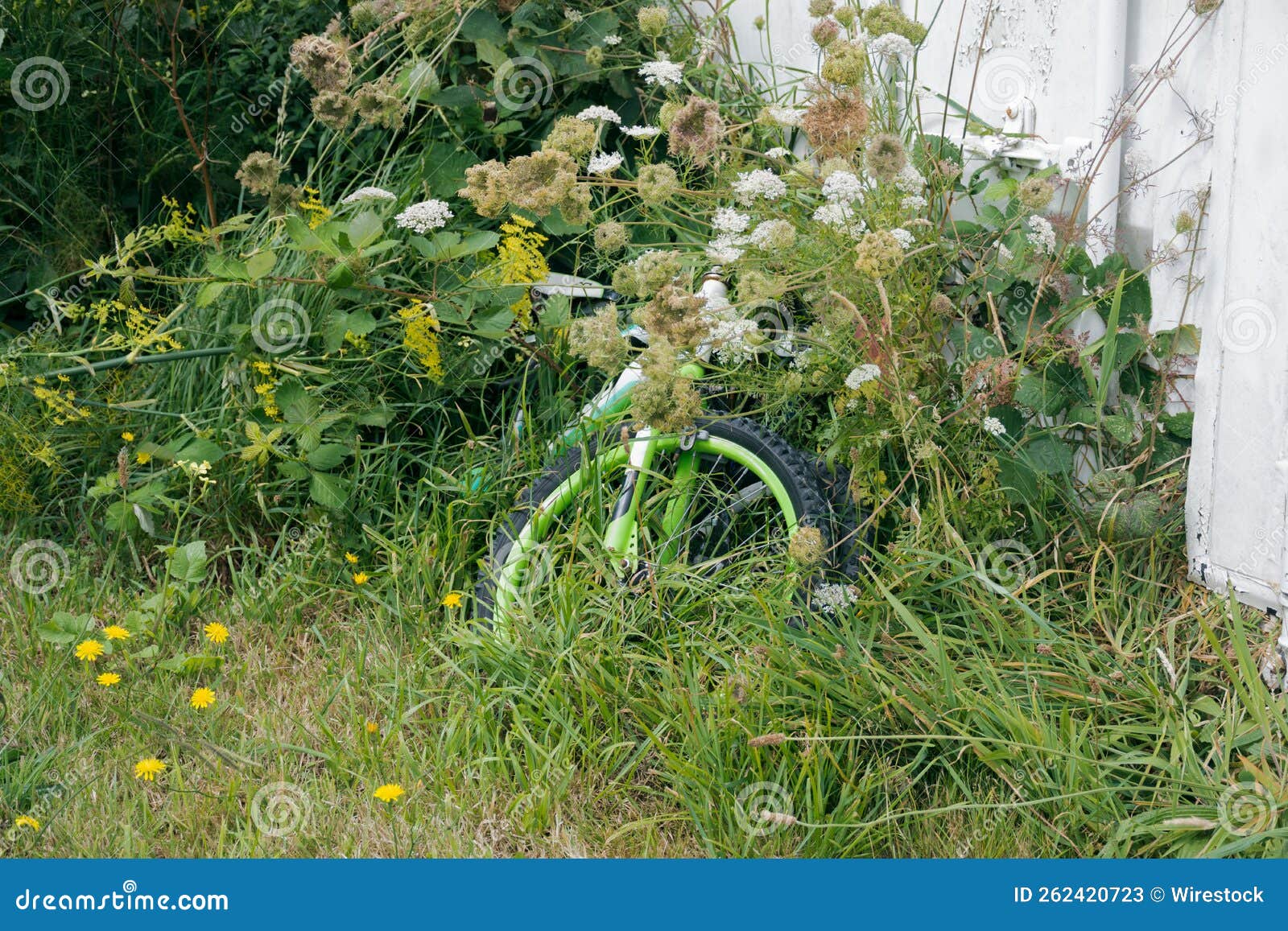 Bicycle Partly Hidden by Overgrown Lawns and Weeds Stock Image - Image ...