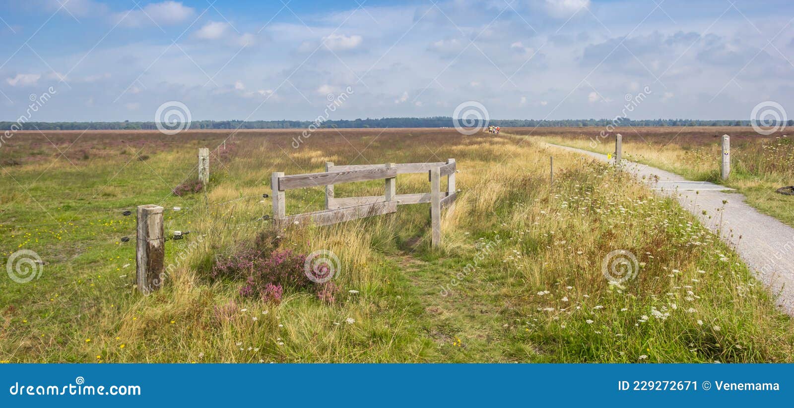 Bicycle Path Going through the Heather Fields of National Park ...