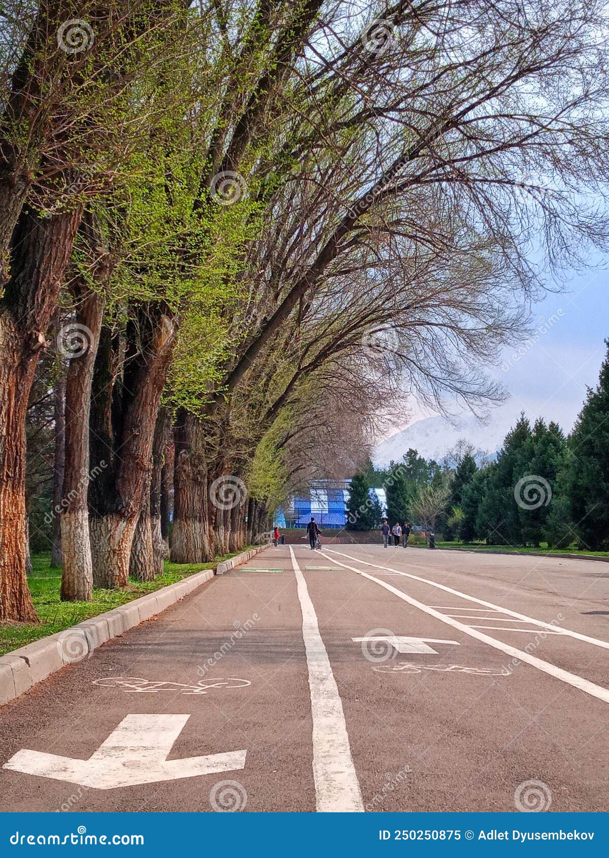 Bicycle Path in the Park for Recreation, Along Which Trees Grow. Tree ...