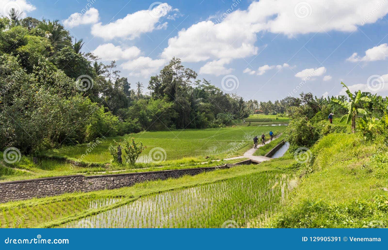 Bicycle Path through the Rice Fields of Bali Stock Image - Image of ...
