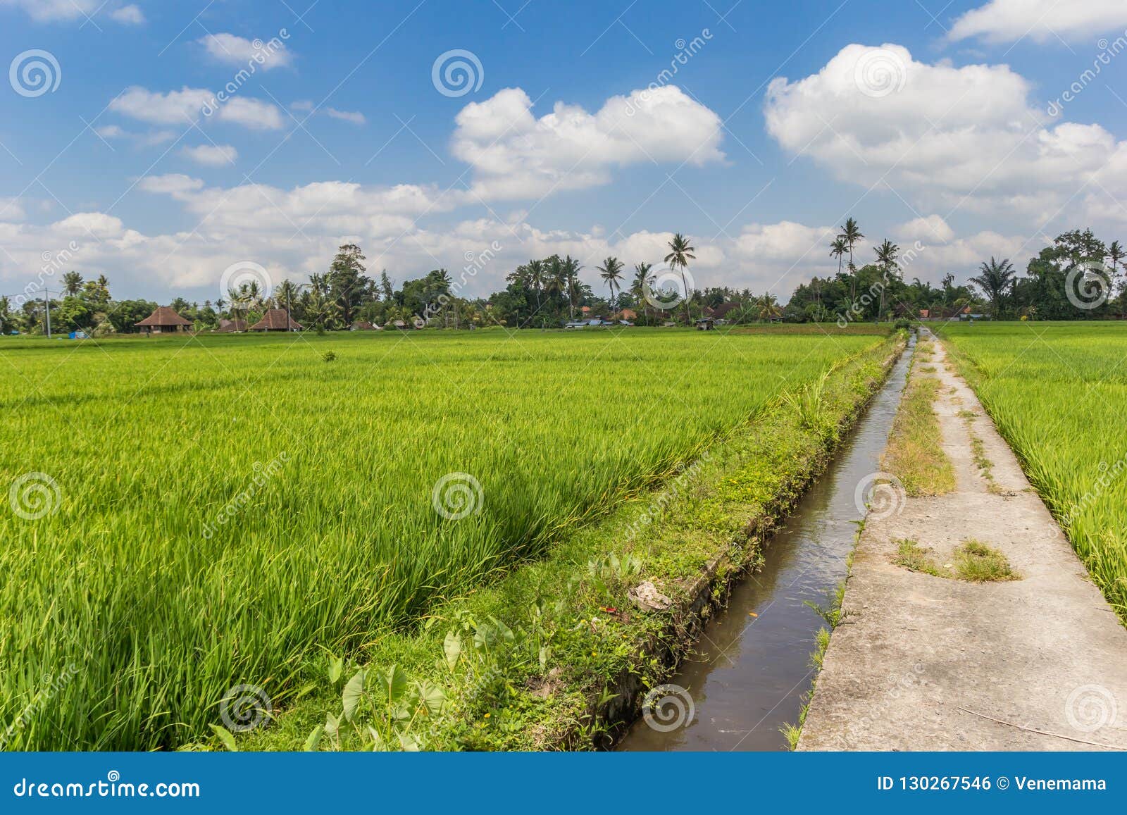Bicycle Path through the Rice Fields of Bali Stock Photo - Image of ...