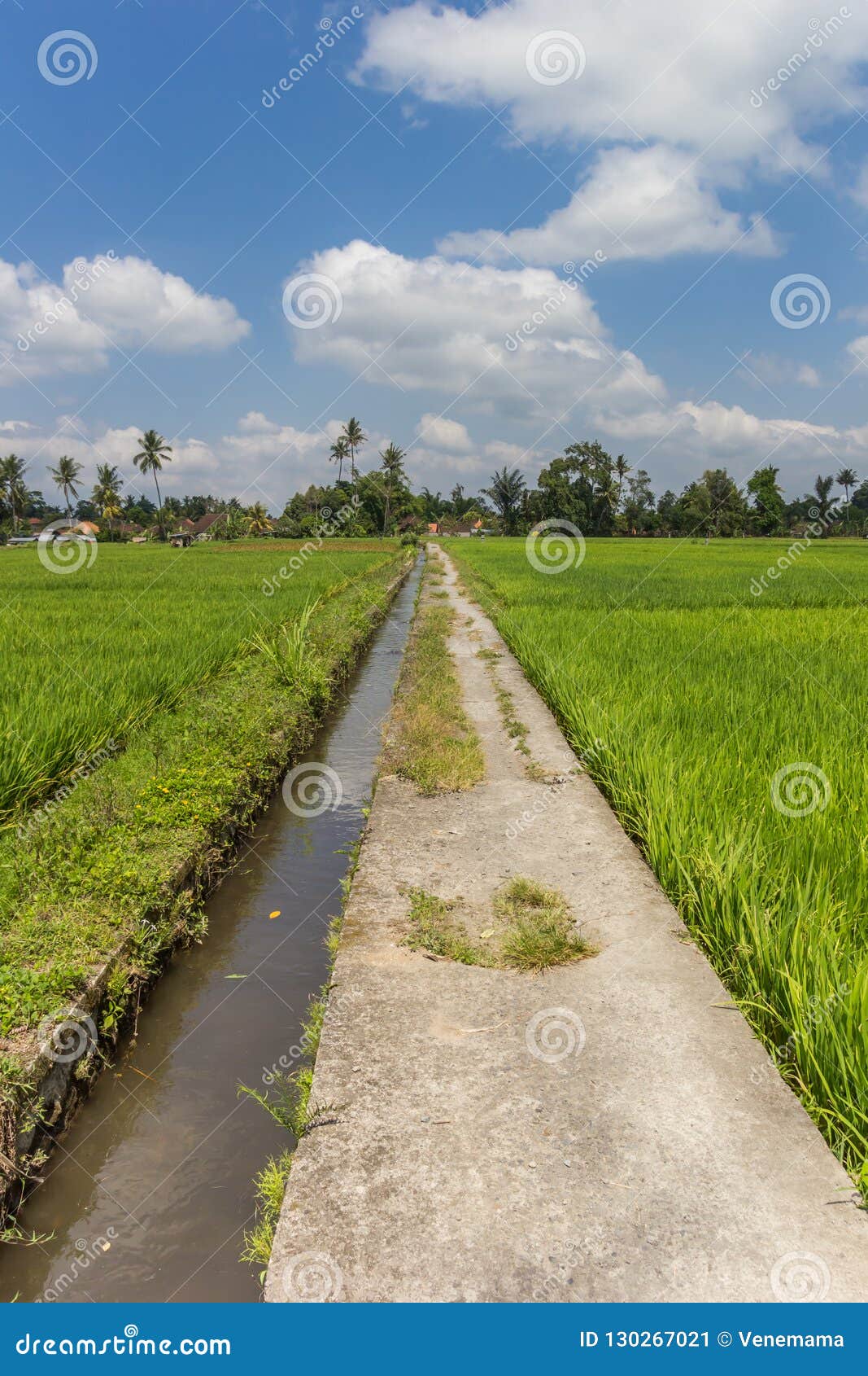 Bicycle Path through the Rice Fields of Bali Stock Image - Image of ...