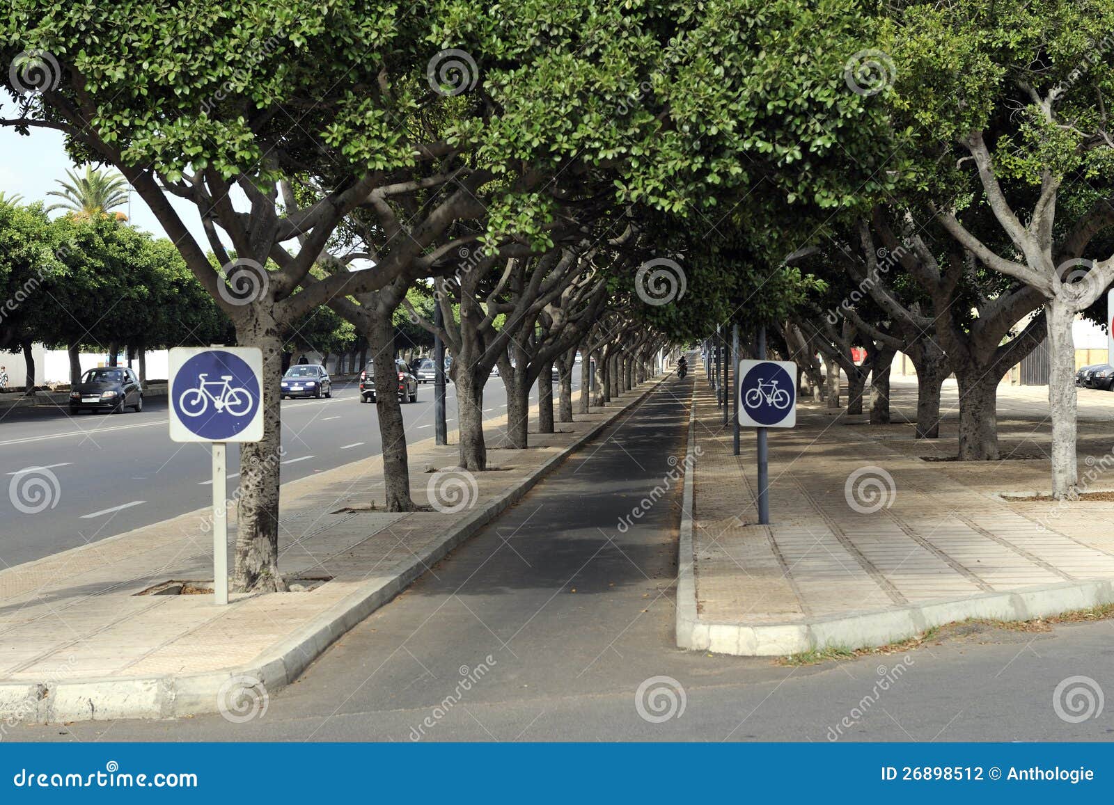 Bicycle path between trees stock photo. Image of paint - 26898512
