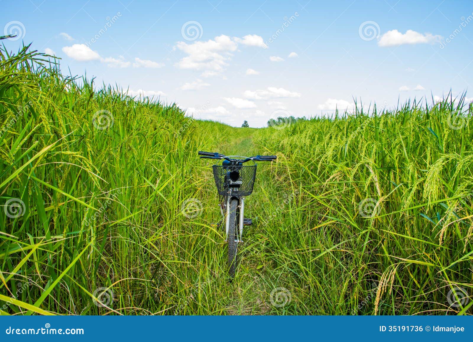 Bicycle in the rice field stock photo. Image of country - 35191736