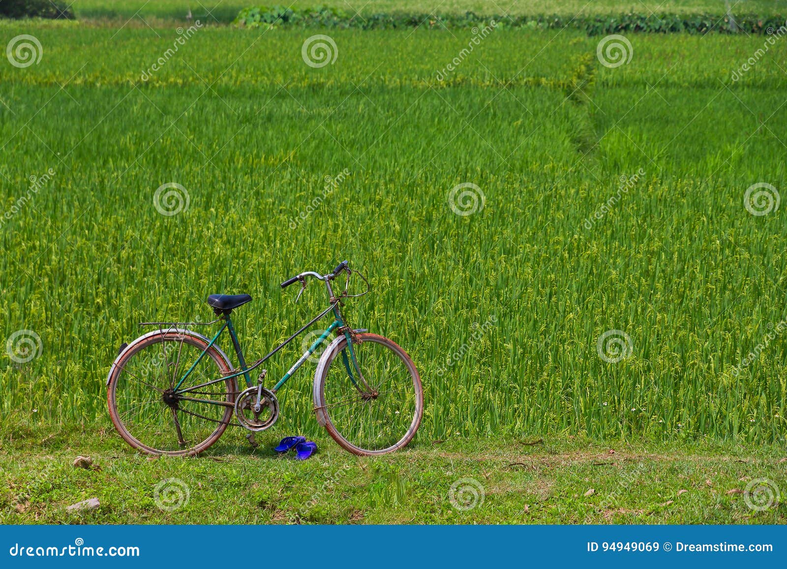 The Bicycle and the Rice Field Stock Image - Image of rice, retro: 94949069