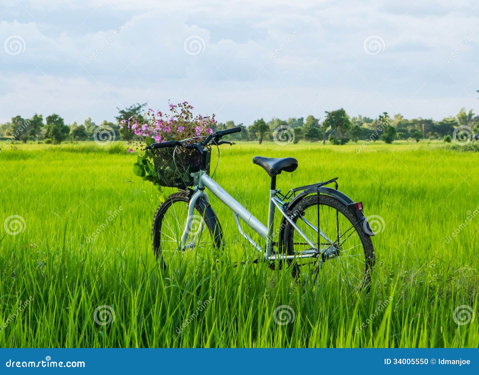 Bicycle in the rice field stock photo. Image of field - 34005550