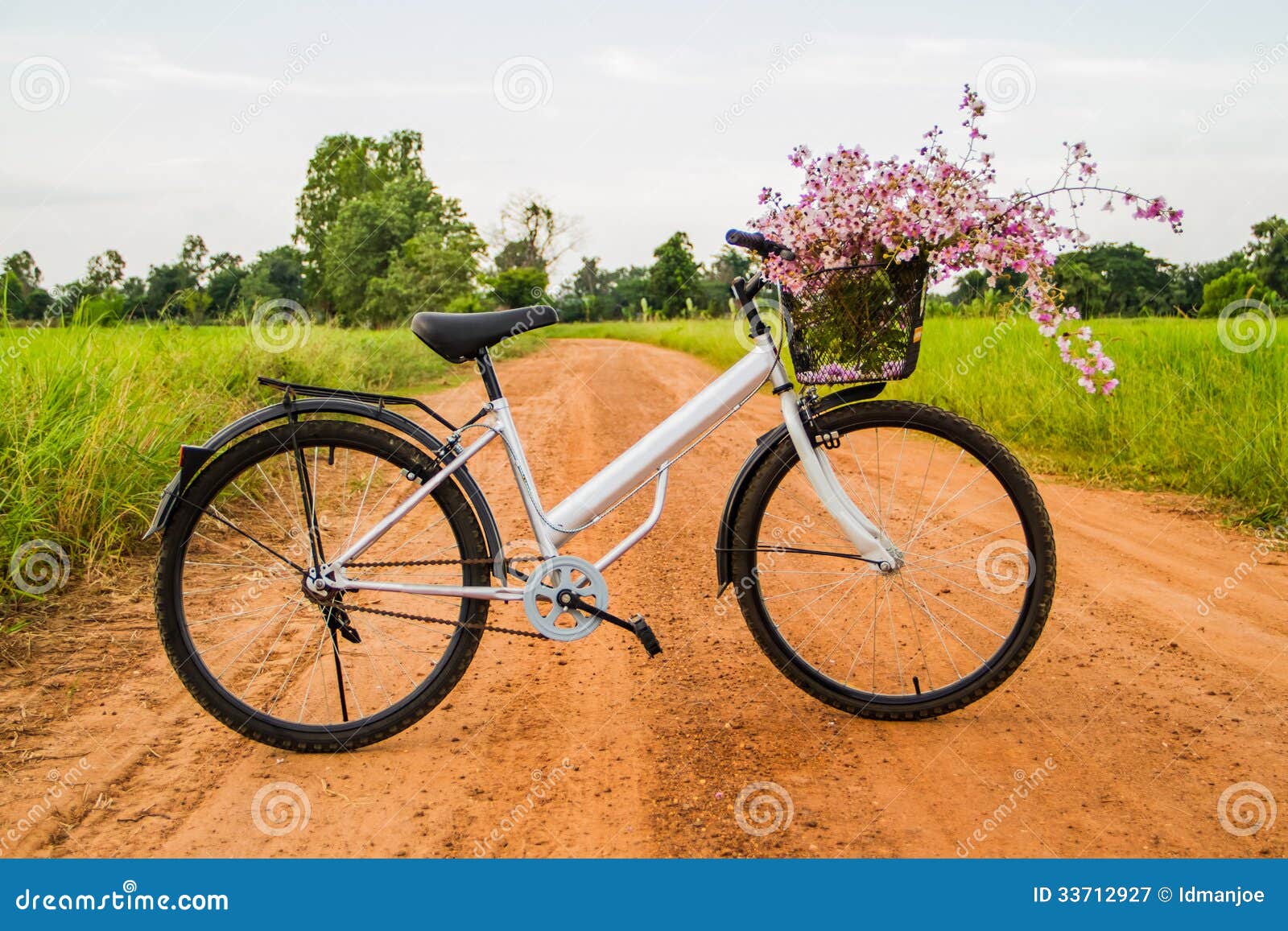 Bicycle in the rice field stock image. Image of bike - 33712927