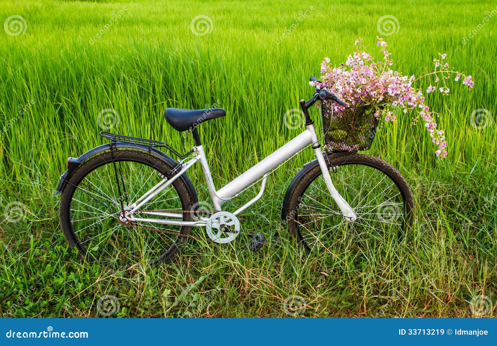 Bicycle in the rice field stock image. Image of enjoy - 33713219
