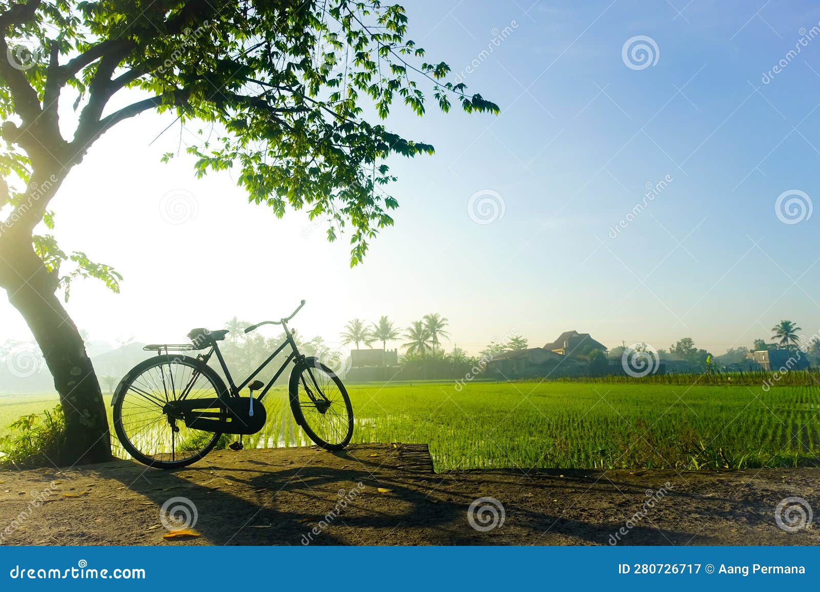 Bicycle in the rice fields stock image. Image of green - 280726717