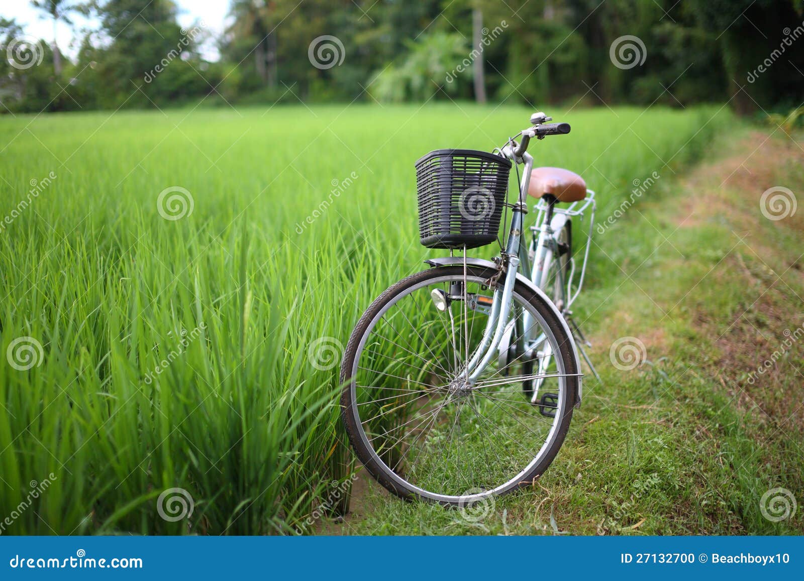 Bicycle in Rice Paddy, Asia Stock Photo - Image of green, bicycle: 27132700