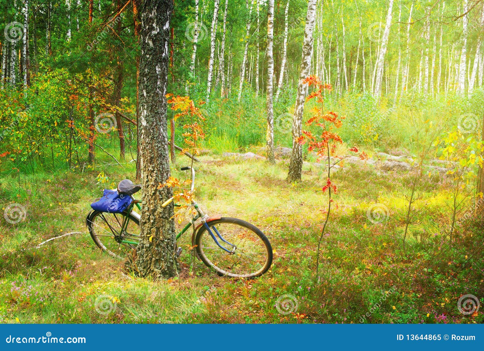 Bicycle in spring forest stock image. Image of beauty - 13644865