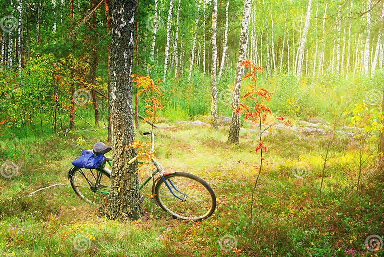 Bicycle in spring forest stock image. Image of beauty - 13644865
