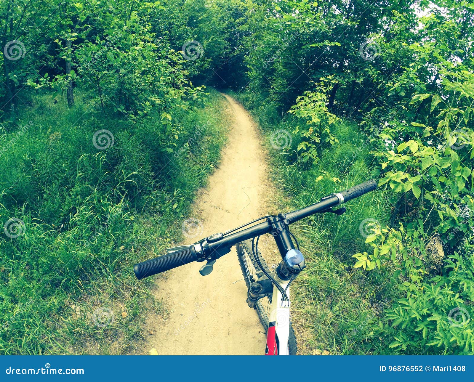 Bicycle Steering Wheel Path Forest Trees Stock Photo - Image of ...